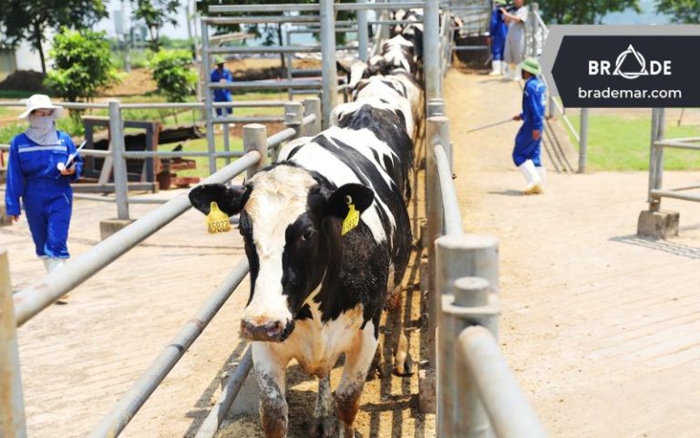 Chiến lược phát triển thị trường của TH True Milk - Brade Mar
